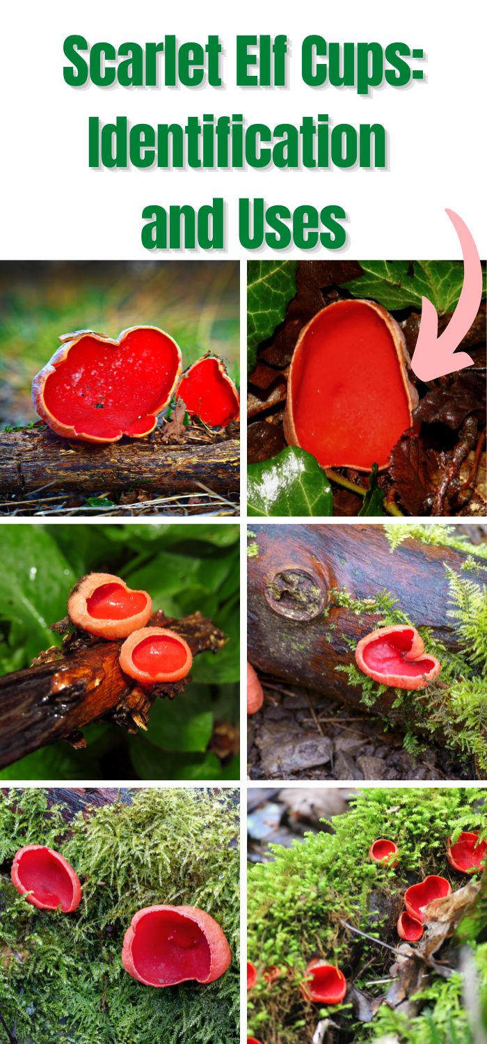 Scarlet Elf Cups: Identification and Uses - Mushroom Appreciation