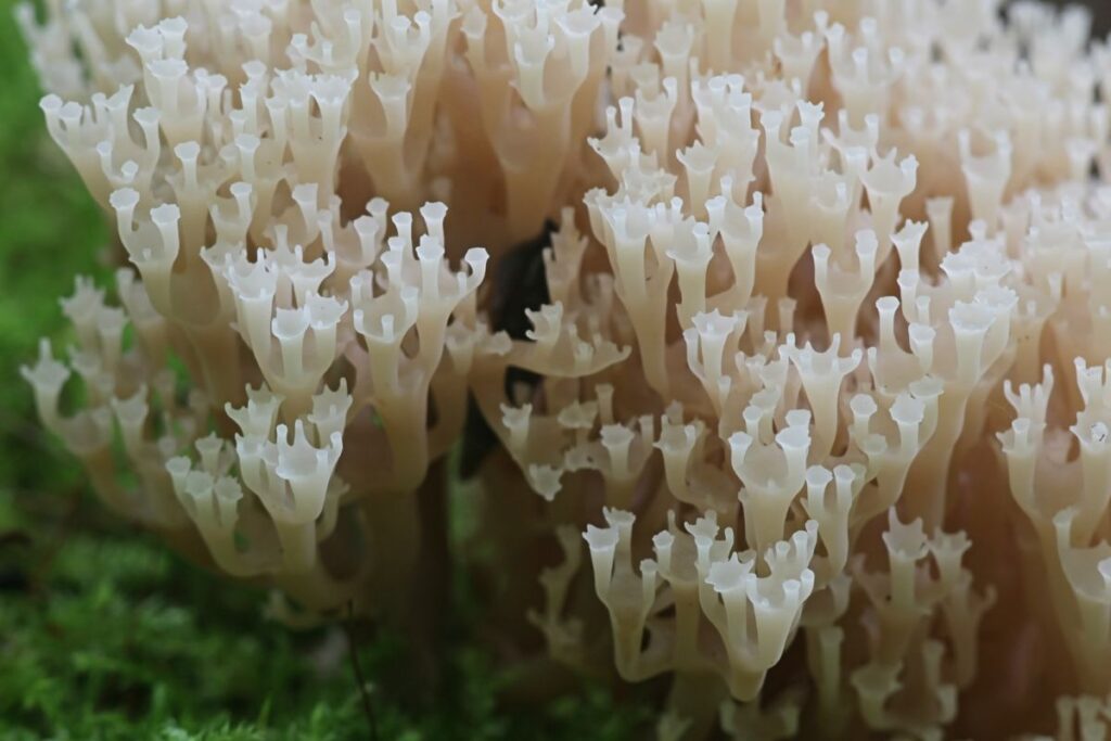 White Coral Fungus Identification Guide - Mushroom Appreciation