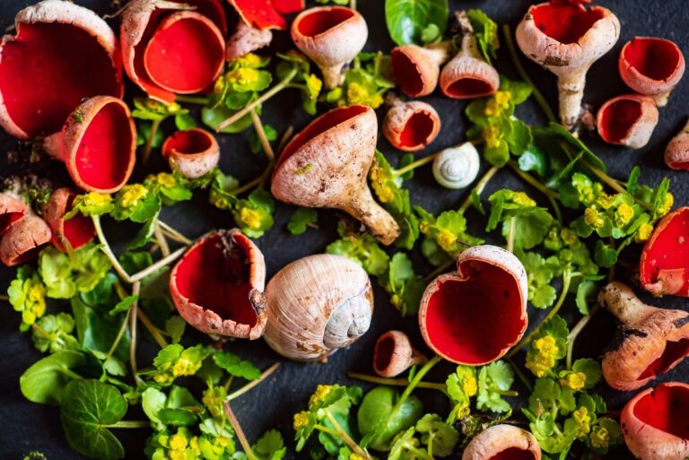 Scarlet Elf Cups: Identification and Uses - Mushroom Appreciation