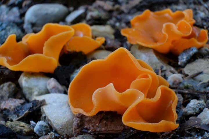 Orange Peel Fungus: Identification and Foraging Guide - Mushroom ...