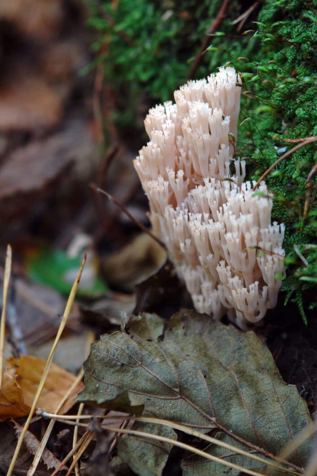 Crown-Tipped Coral: Identification, Foraging, and Cooking Guide ...