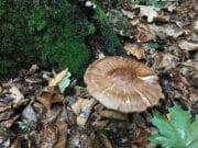 Deer Mushroom Identification and Foraging Guide - Mushroom Appreciation
