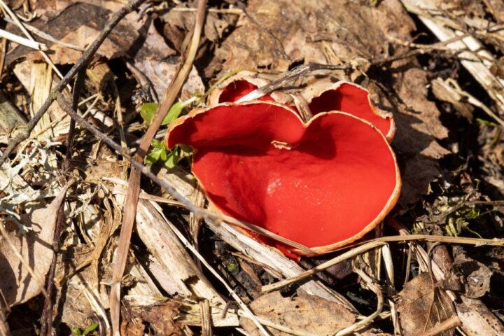Scarlet Elf Cups: Identification and Uses - Mushroom Appreciation