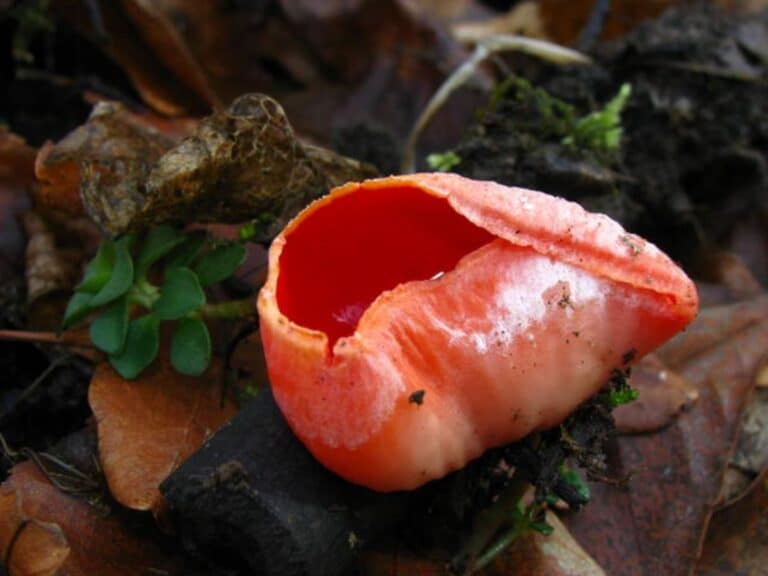 Scarlet Elf Cups: Identification and Uses - Mushroom Appreciation