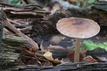 Deer Mushroom Identification and Foraging Guide - Mushroom Appreciation