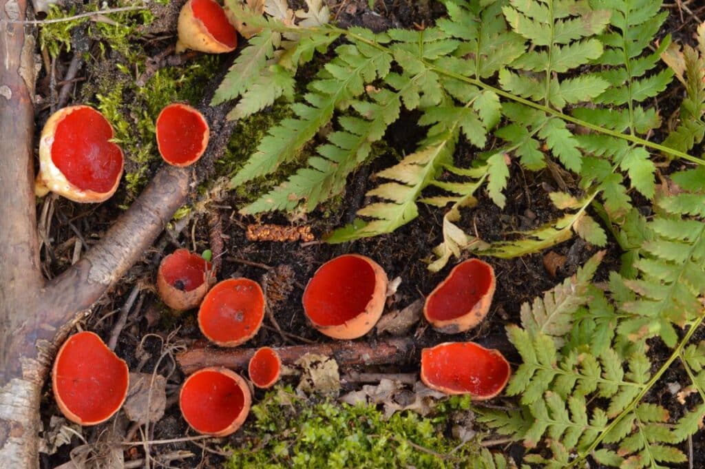 Scarlet Elf Cups: Identification and Uses - Mushroom Appreciation