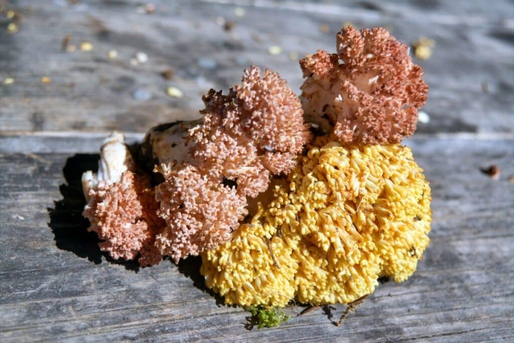 Cauliflower Coral Mushroom: Identification and Foraging Guide ...