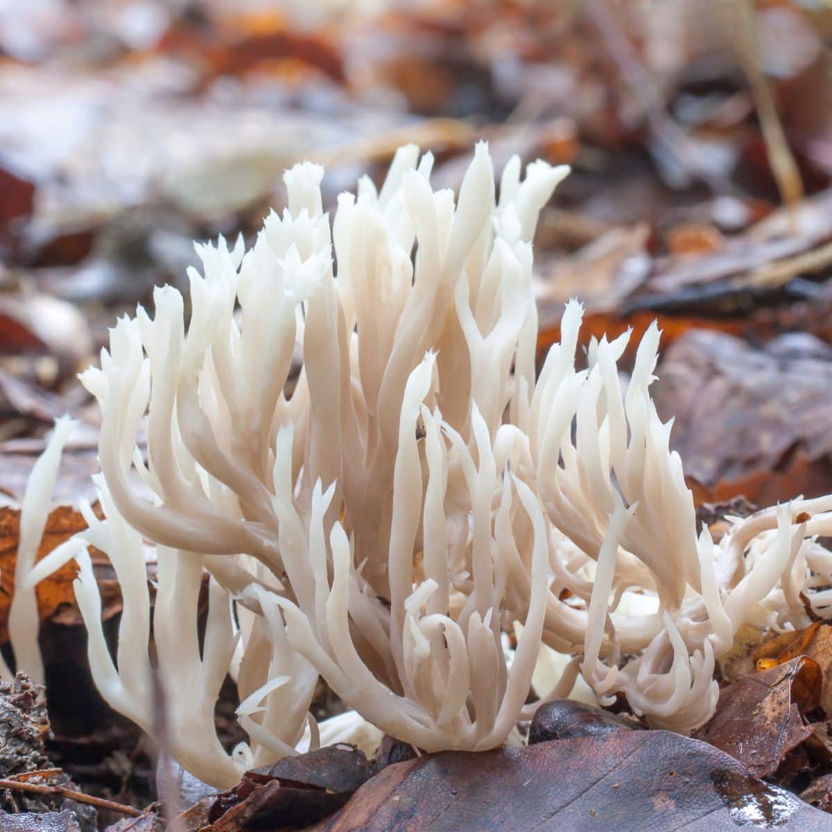Edible Mushrooms - Mushroom Appreciation
