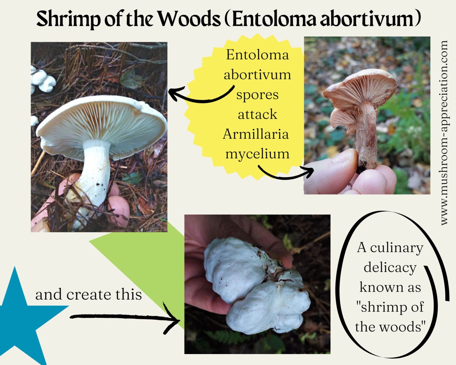 Shrimp of the Woods: Identification and Foraging Guide For Aborting ...