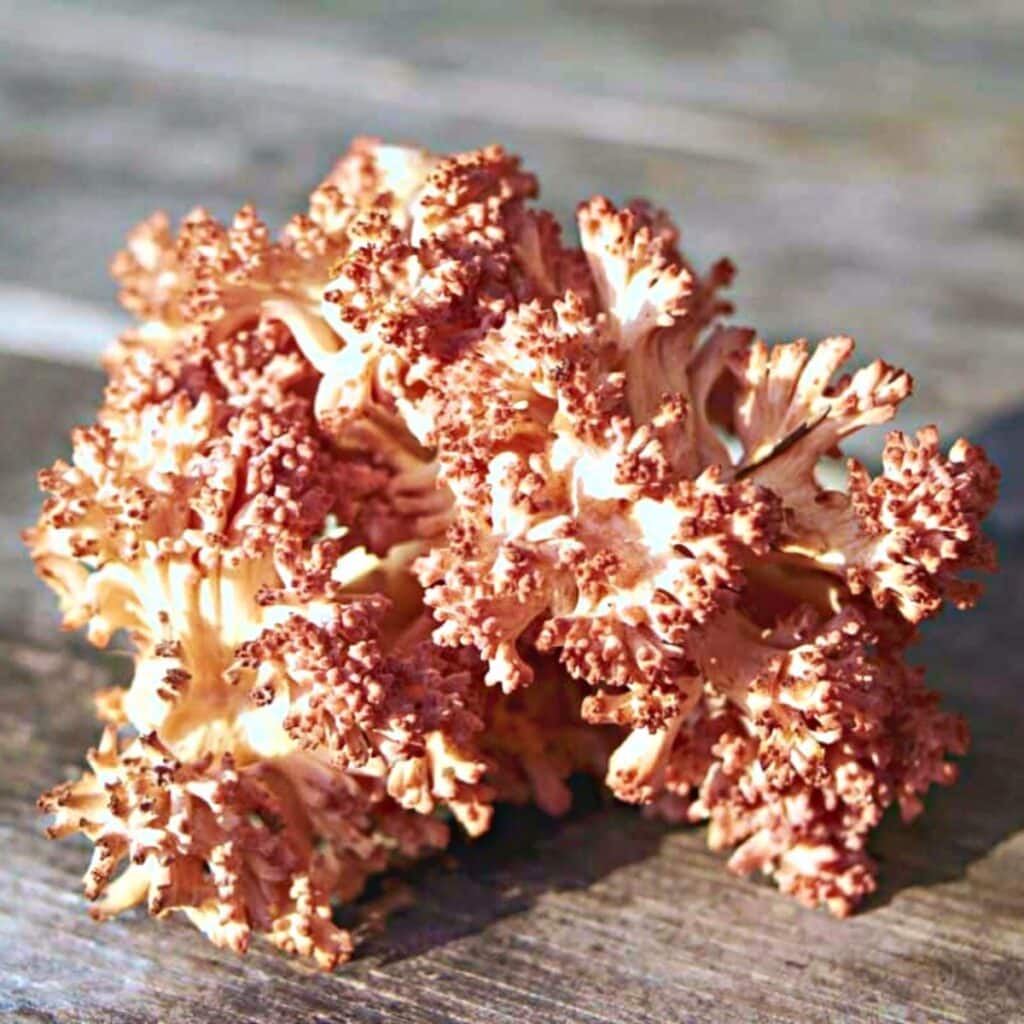 Edible Mushrooms - Mushroom Appreciation