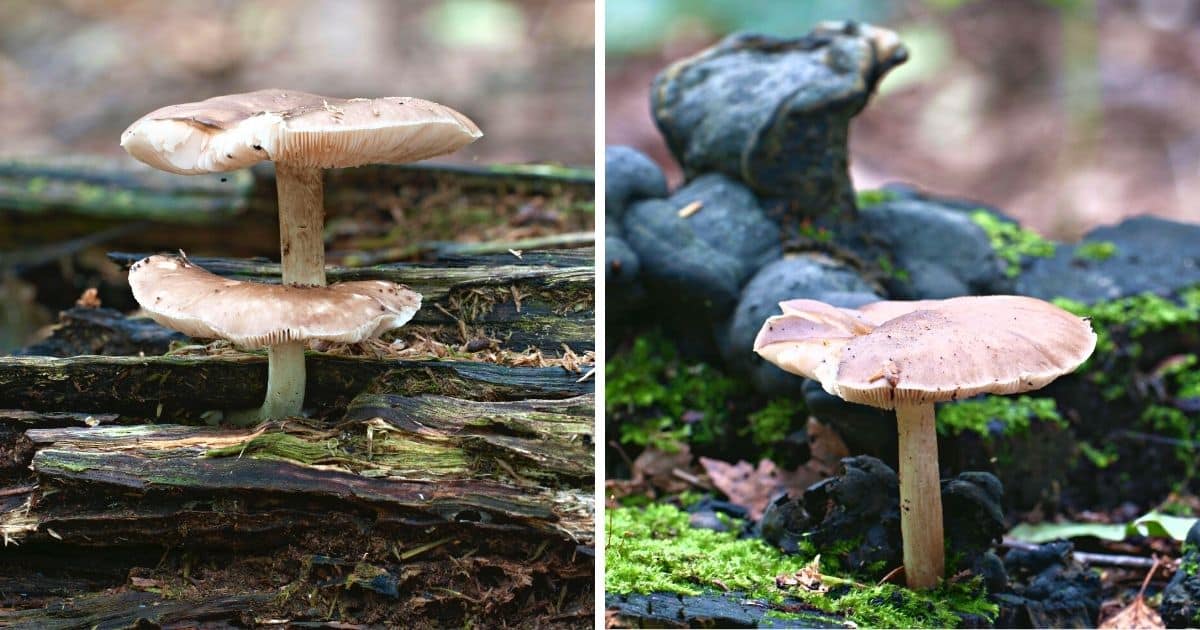 Deer Mushroom Identification and Foraging Guide - Mushroom Appreciation
