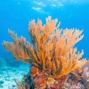 Crown-Tipped Coral: Identification, Foraging, and Cooking Guide ...