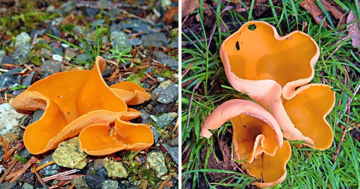 Orange Peel Fungus: Identification and Foraging Guide - Mushroom ...