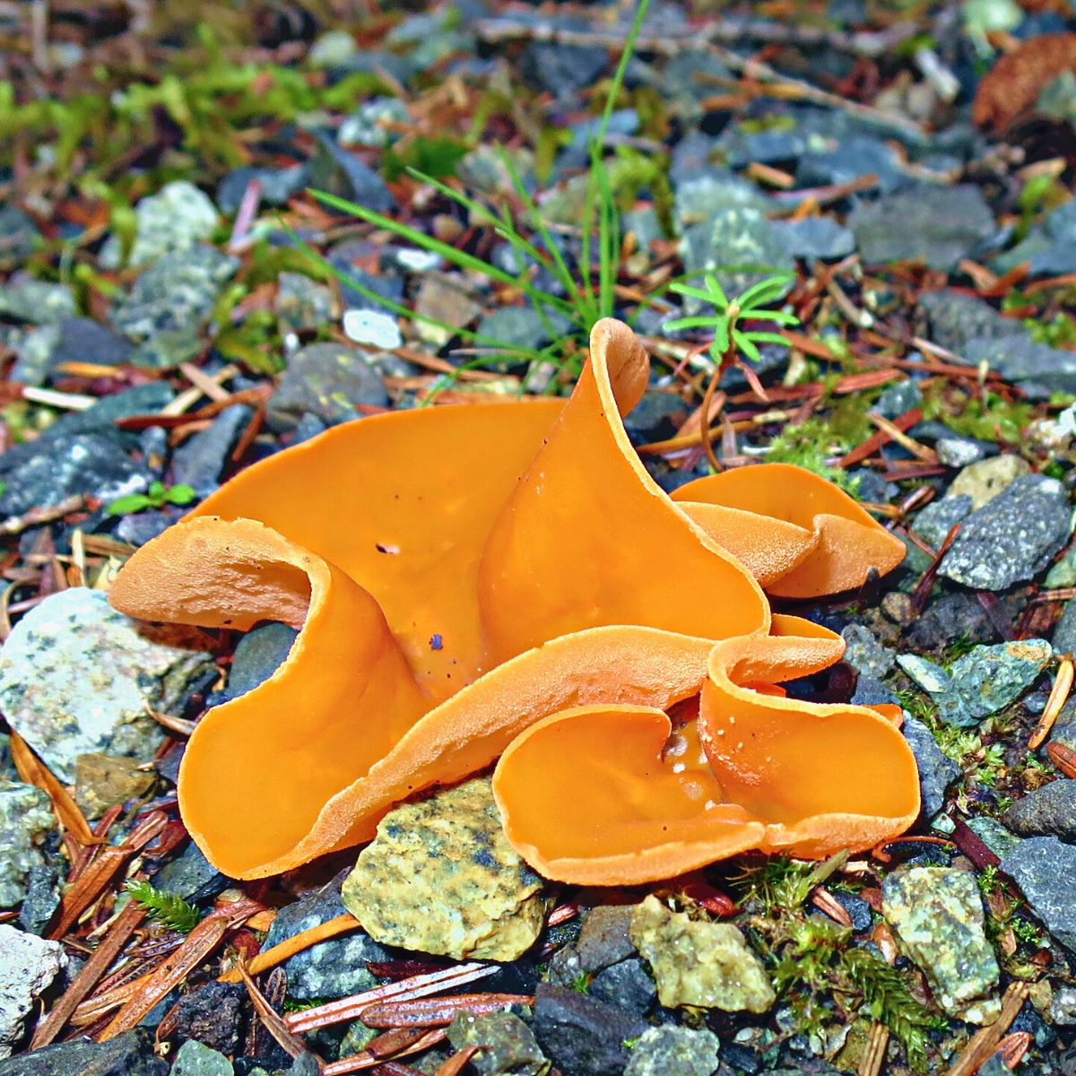 Mushroom Species - Mushroom Appreciation