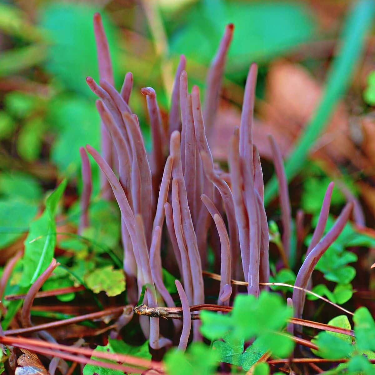Purple Mushroom Coral