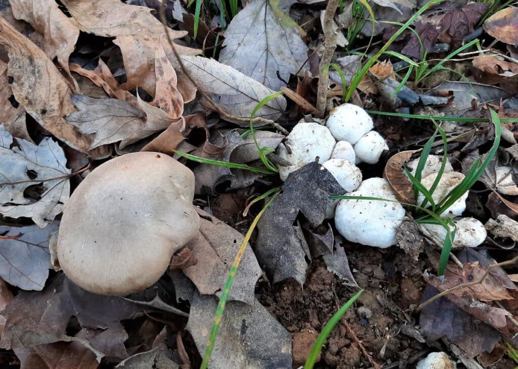 Shrimp of the Woods: Identification and Foraging Guide For Aborting ...