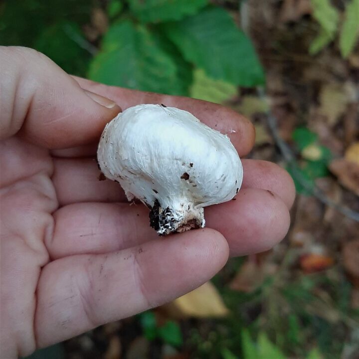 Fall Mushroom Foraging In The Midwest - Mushroom Appreciation