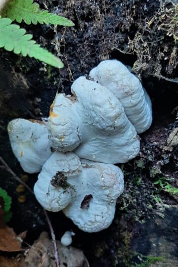 Shrimp of the Woods: Identification and Foraging Guide For Aborting ...