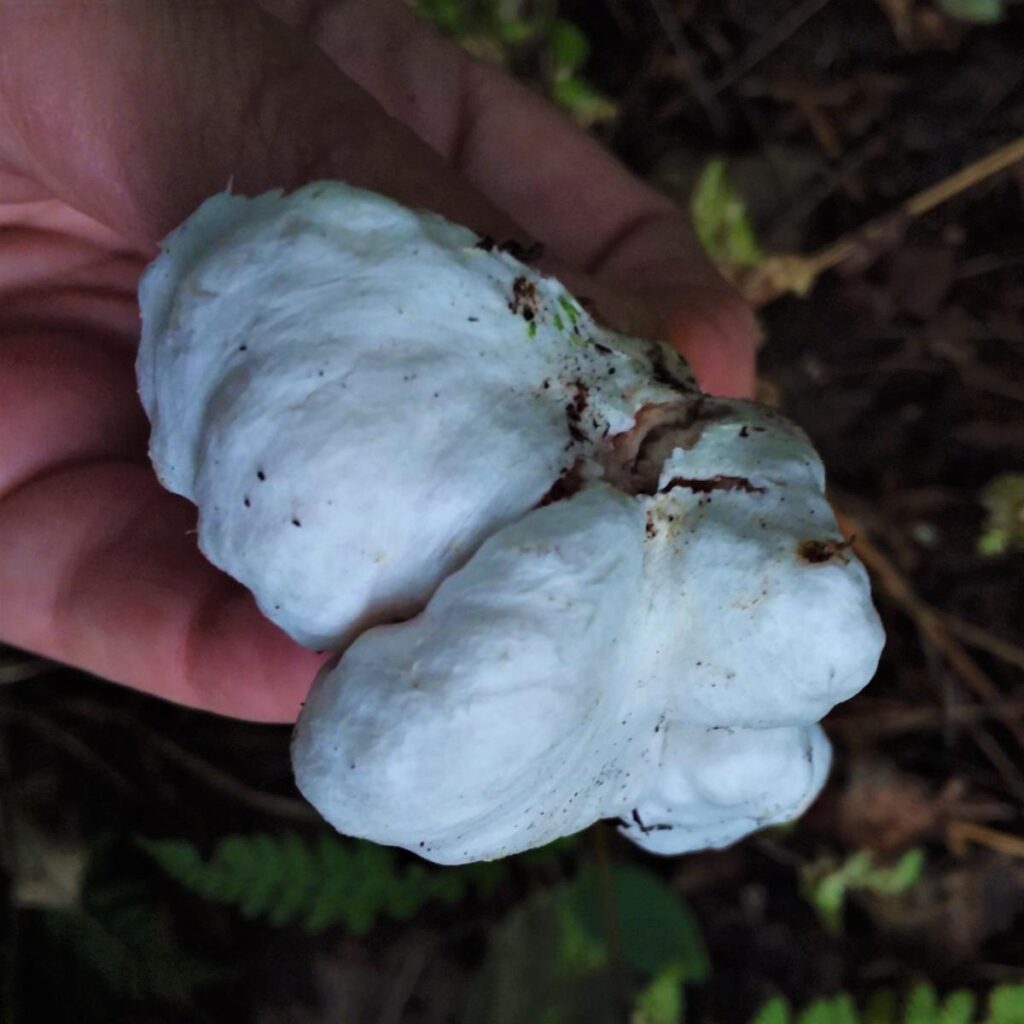 Shrimp of the Woods: Identification and Foraging Guide For Aborting ...