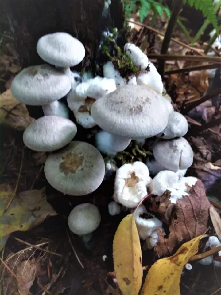 Shrimp of the Woods: Identification and Foraging Guide For Aborting ...