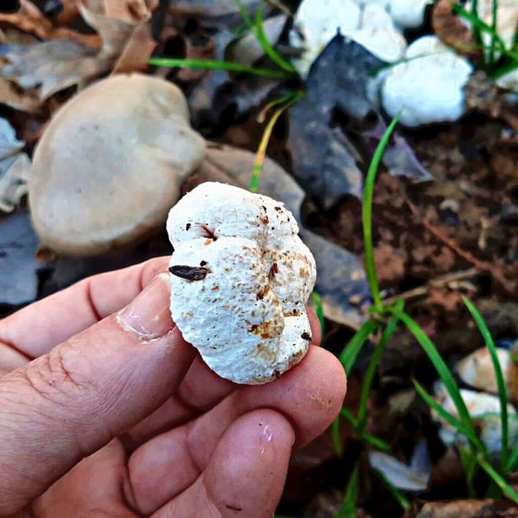 How to Clean and Cook Shrimp of the Woods Mushrooms - Mushroom Appreciation