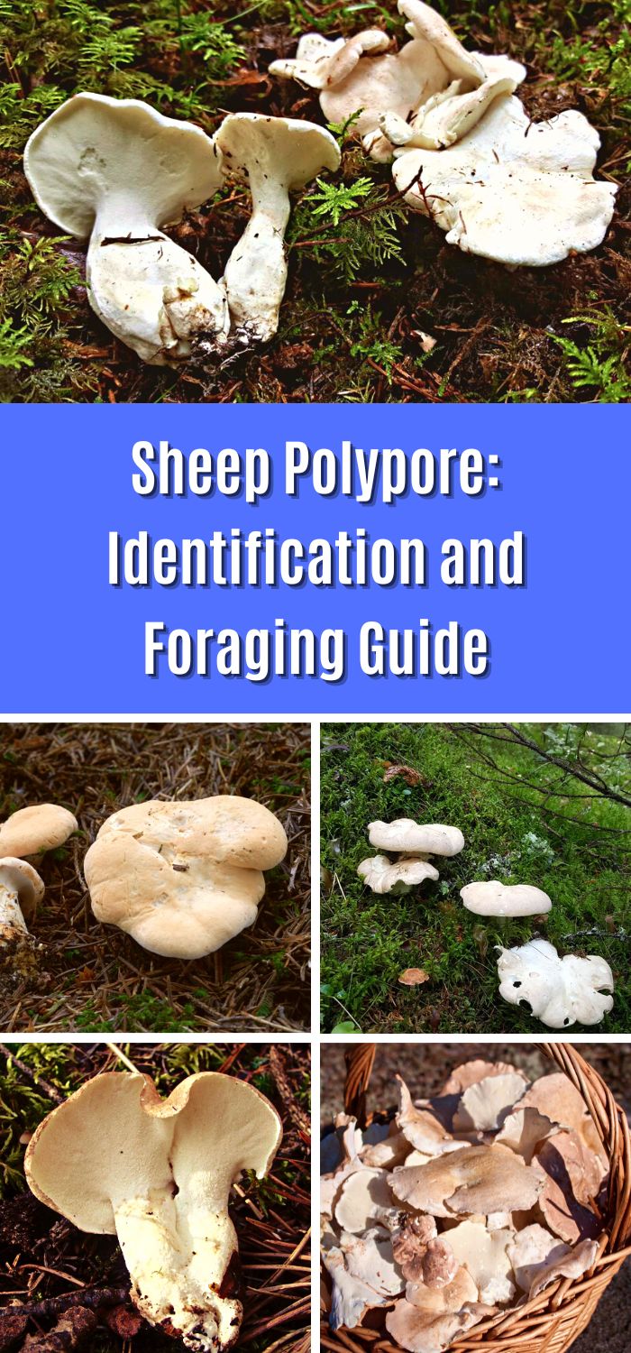 Sheep Polypore: Identification and Foraging Guide - Mushroom Appreciation