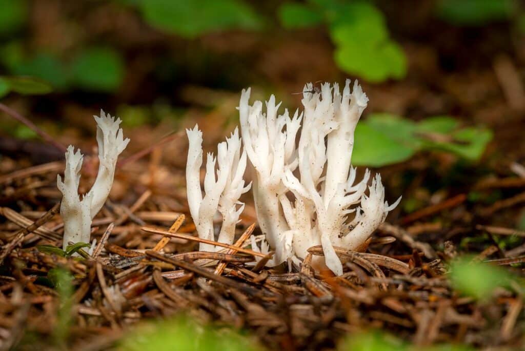 White Coral Fungus Identification Guide - Mushroom Appreciation