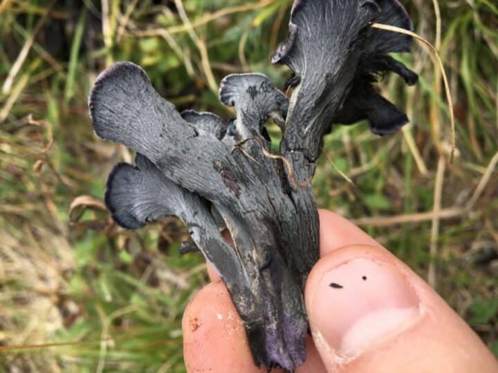 Blue Chanterelle Identification and Foraging Guide - Mushroom Appreciation
