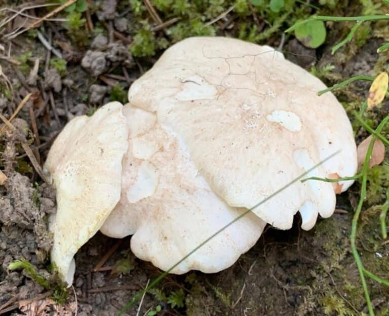 Sheep Polypore: Identification and Foraging Guide - Mushroom Appreciation