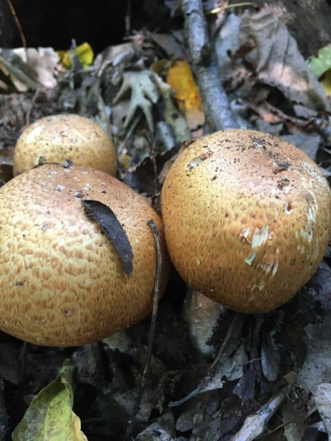 Prince Agaricus: Identification, Foraging, and Lookalikes - Mushroom ...