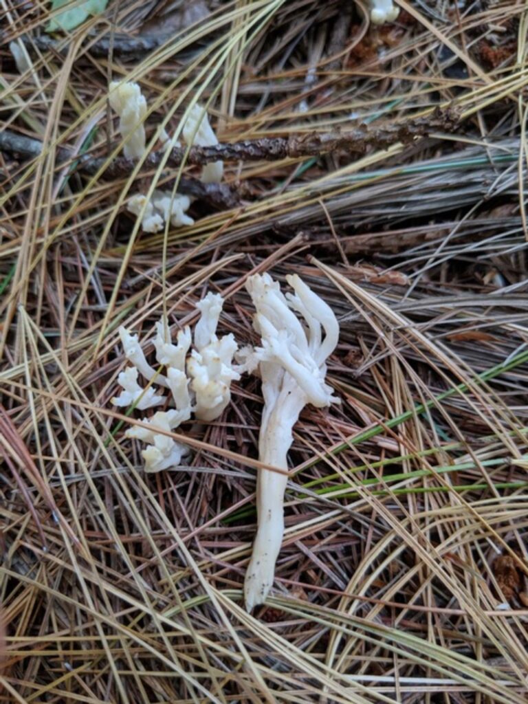 White Coral Fungus Identification Guide - Mushroom Appreciation