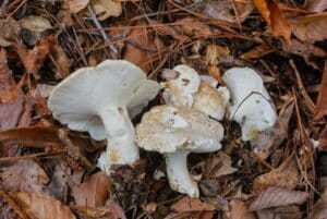 Sheep Polypore: Identification and Foraging Guide - Mushroom Appreciation