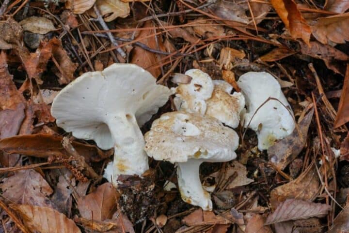 Sheep Polypore: Identification and Foraging Guide - Mushroom Appreciation