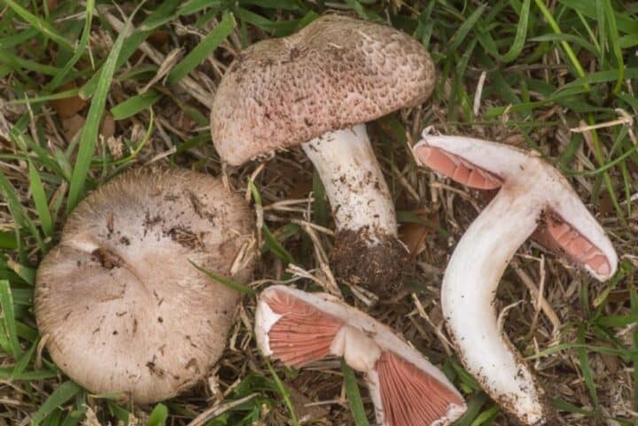 Meadow Mushroom: Identification, Foraging, and Cooking Guide - Mushroom ...