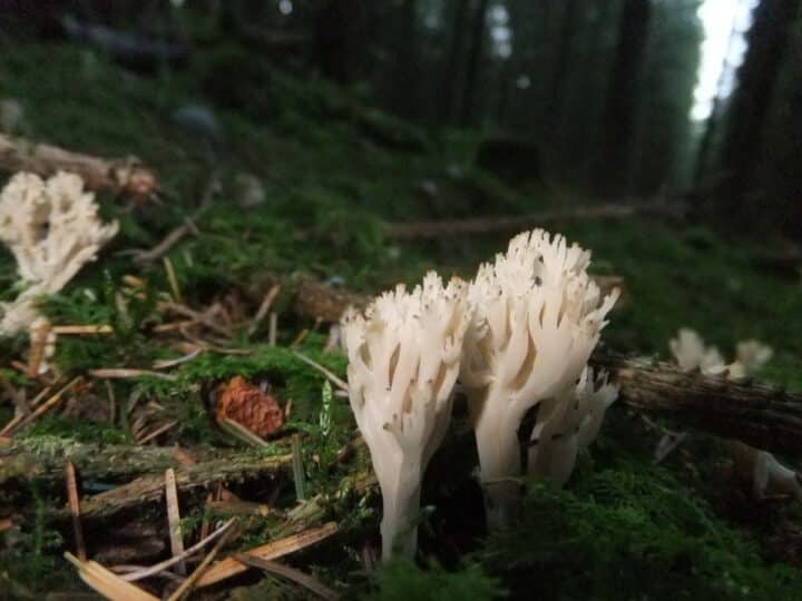 White Coral Fungus Identification Guide - Mushroom Appreciation