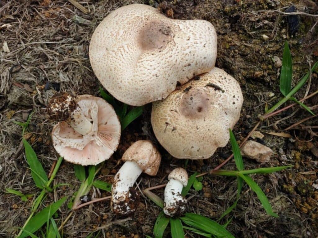 Foraging the Almond Mushroom: Identification and Cooking Guide ...