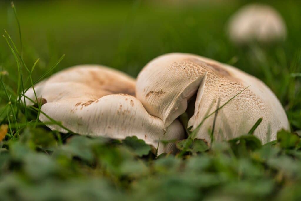 Meadow Mushroom: Identification, Foraging, and Cooking Guide - Mushroom ...