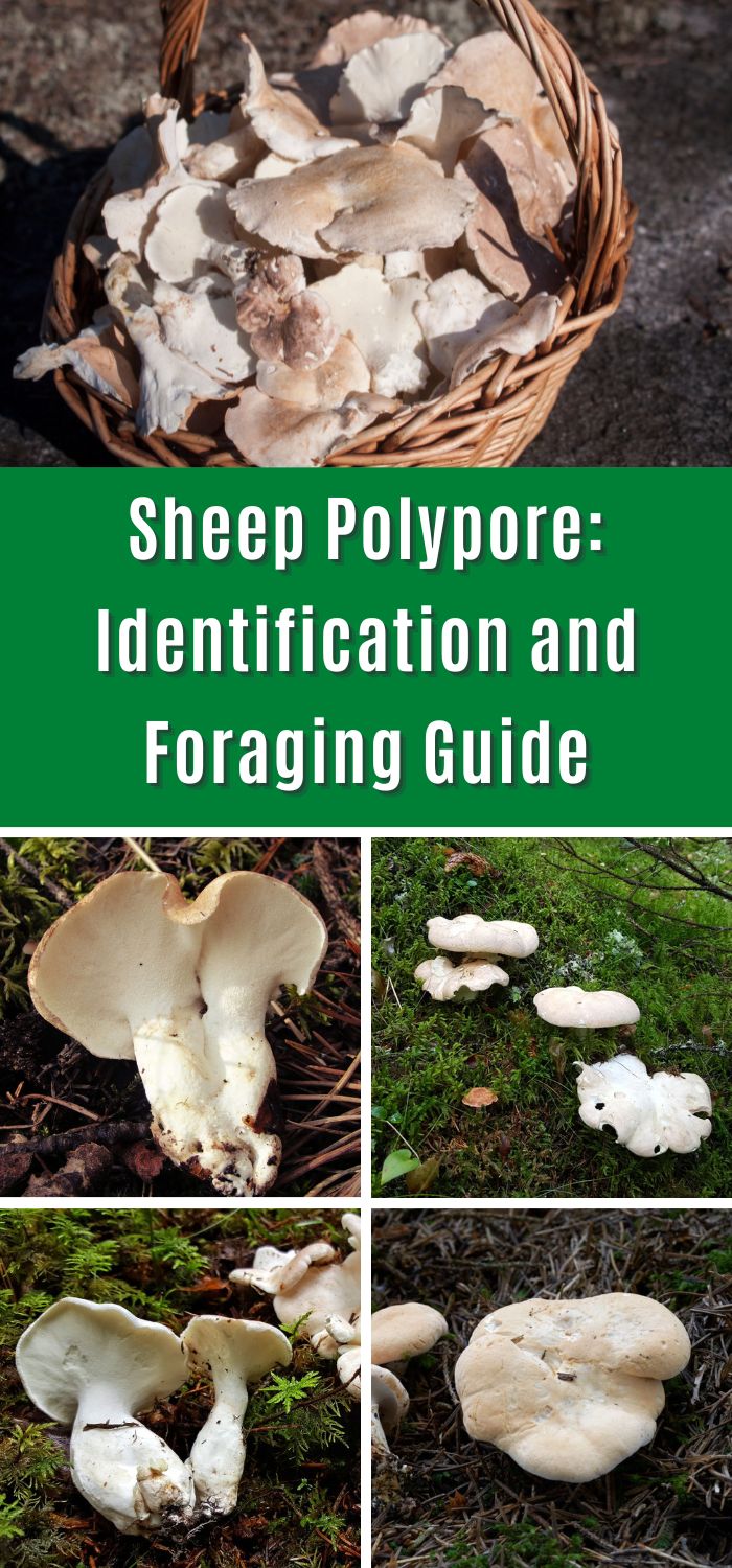 Sheep Polypore: Identification and Foraging Guide - Mushroom Appreciation