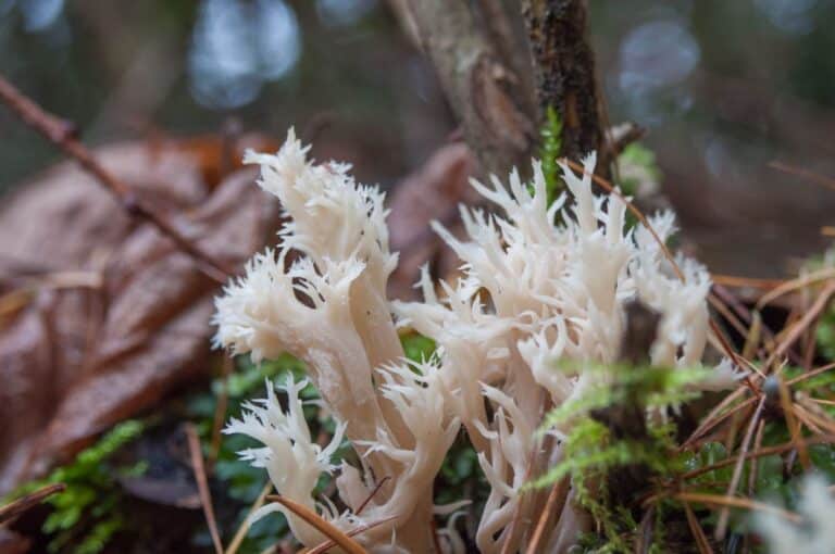 White Coral Fungus Identification Guide - Mushroom Appreciation