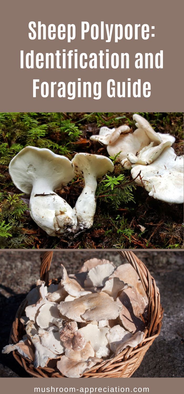 Sheep Polypore: Identification and Foraging Guide - Mushroom Appreciation