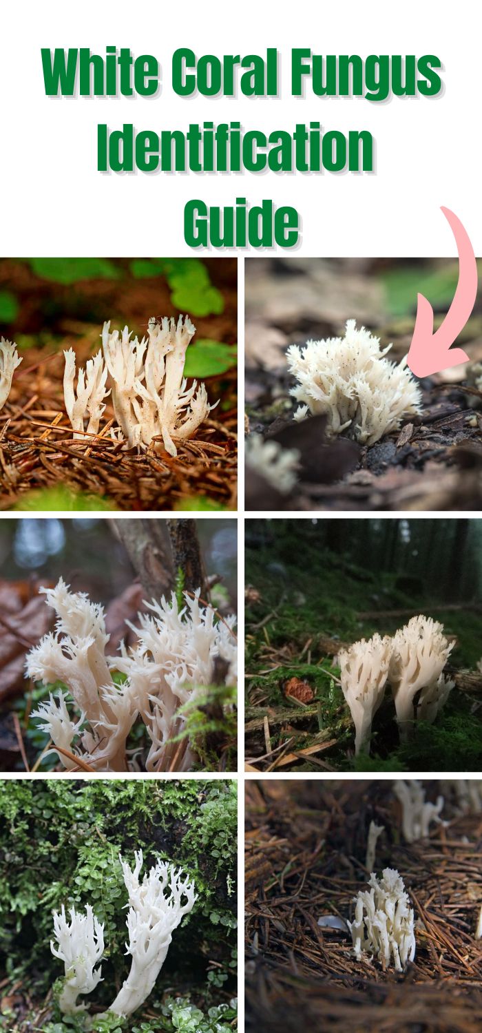White Coral Fungus Identification Guide - Mushroom Appreciation