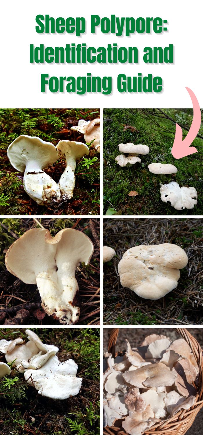 Sheep Polypore: Identification and Foraging Guide - Mushroom Appreciation