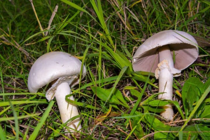 Meadow Mushroom: Identification, Foraging, and Cooking Guide - Mushroom ...