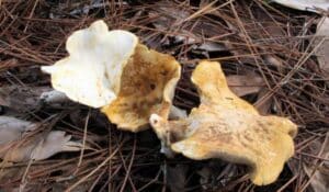 Sheep Polypore: Identification and Foraging Guide - Mushroom Appreciation