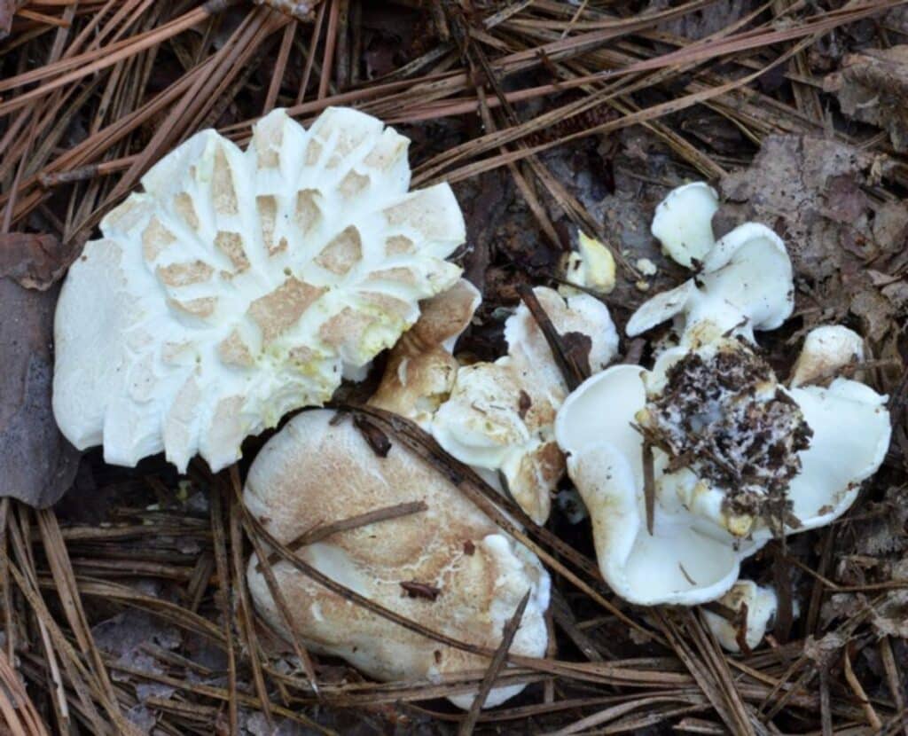 Sheep Polypore: Identification and Foraging Guide - Mushroom Appreciation