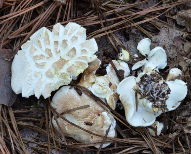 Sheep Polypore: Identification and Foraging Guide - Mushroom Appreciation