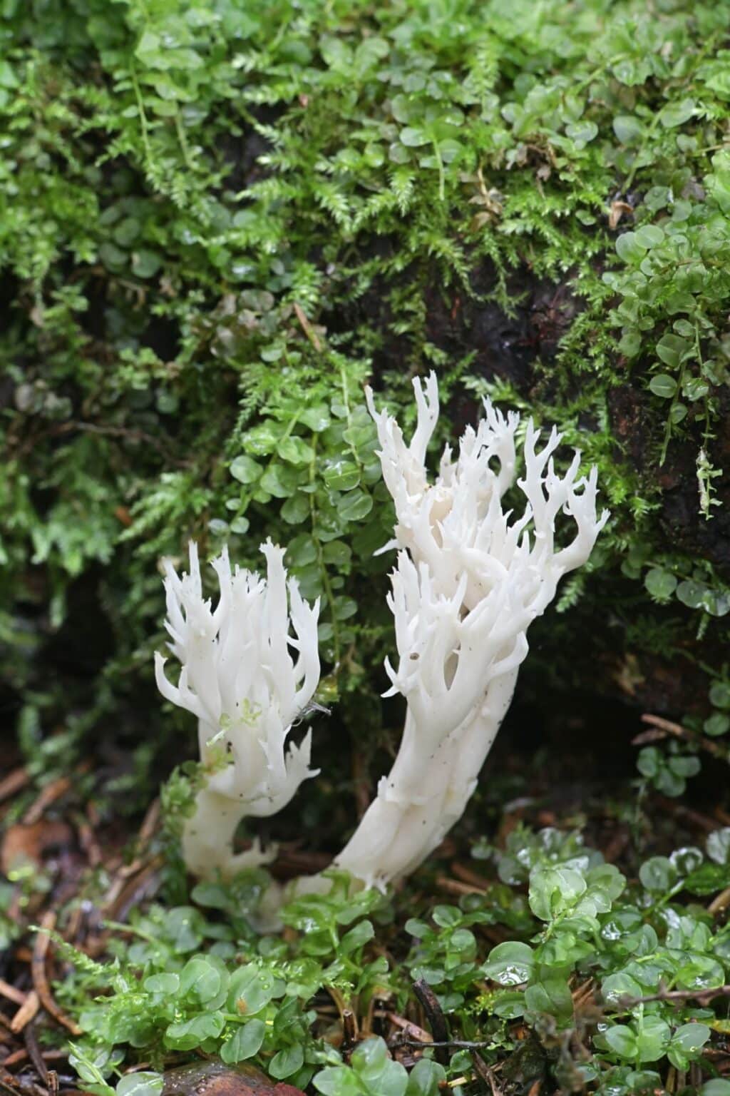 White Coral Fungus Identification Guide - Mushroom Appreciation