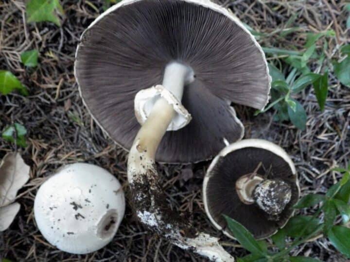 Horse Mushroom: Identification, Foraging, and Cooking Guide - Mushroom ...