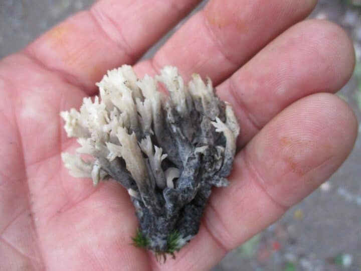 White Coral Fungus Identification Guide - Mushroom Appreciation