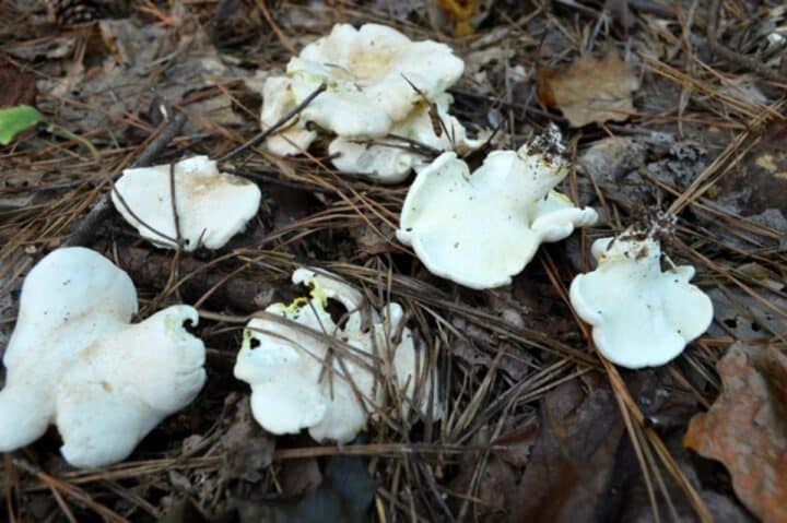 Sheep Polypore: Identification and Foraging Guide - Mushroom Appreciation